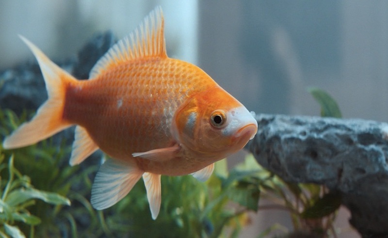 Steve the Goldfish and a Potted Plant Back Barclaycard | Muse by Clios