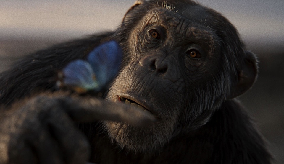 Watch a Chimp Ponder Eternity for Royal Ontario Museum | Muse by Clios
