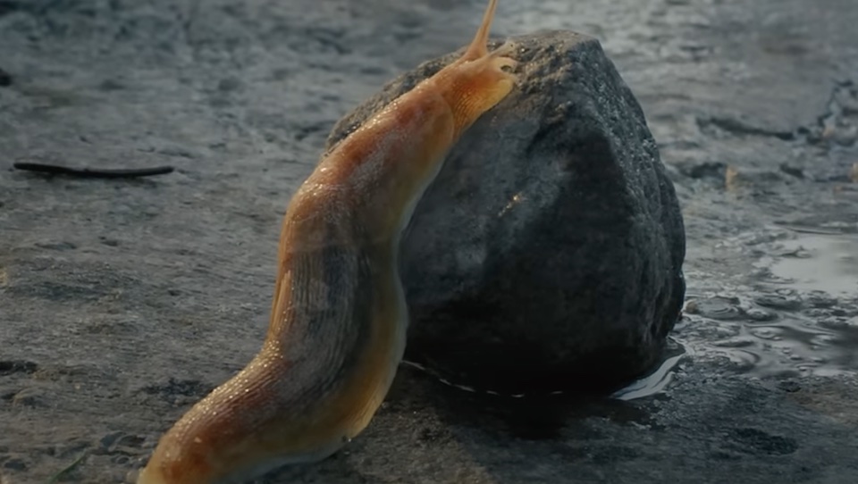 A Determined Slug Shows His Mettle for Wealthsimple | Muse by Clios