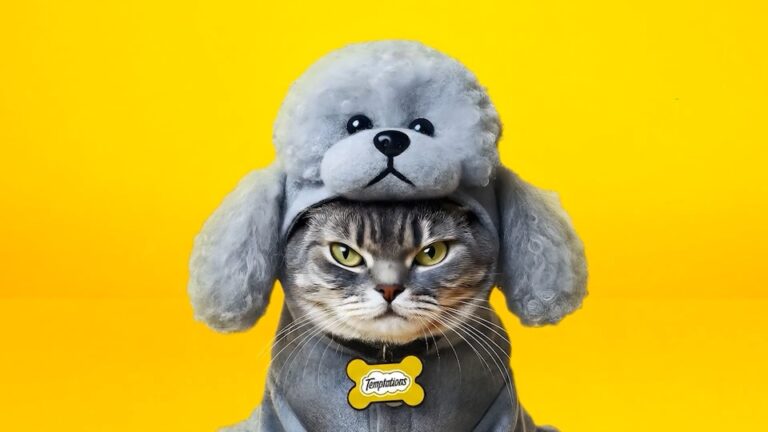 Temptations Dresses AI Cats in Dog Costumes | Muse by Clios